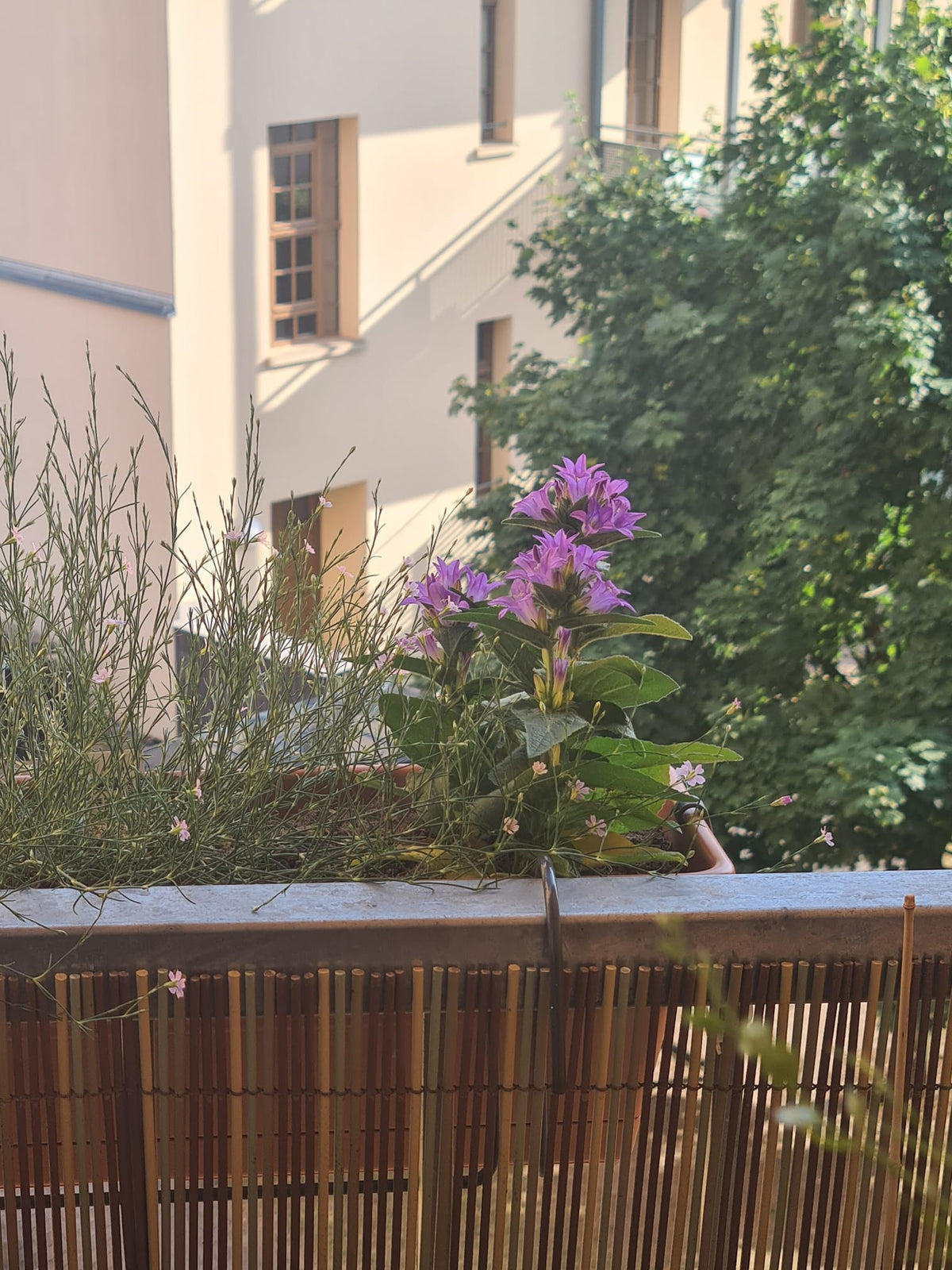Balkon Und Beetpflanzen Schiefblatt